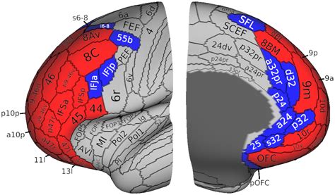 Quantitative Assessment Of Prefrontal Cortex In Humans Relative To