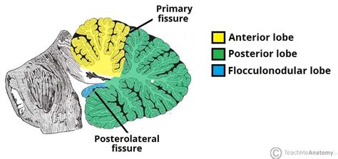 Flocculonodular Lobe Diagram