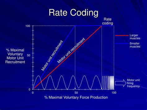 PPT Motor Function And The Motor Unit PowerPoint Presentation Free Download ID
