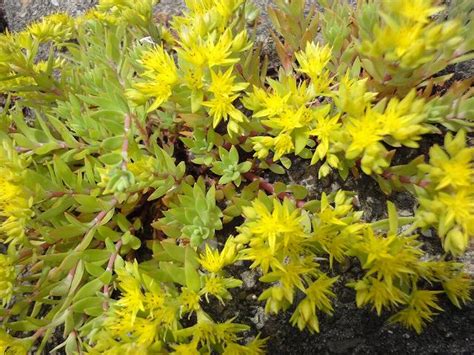 大和川の朝の花 ツルマンネングサ