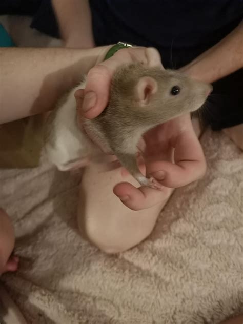 Rat Safe Cage Cleaner Rrats