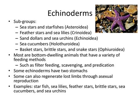 Invertebrates Ppt Download