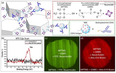 Surface Functionalization Of The 3d Printed Material And Download Scientific Diagram