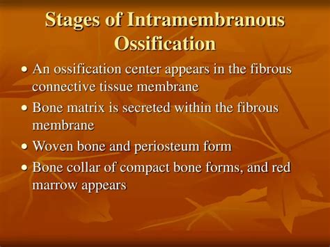 Ppt Stages Of Intramembranous Ossification Powerpoint Presentation Free Download Id 9443331