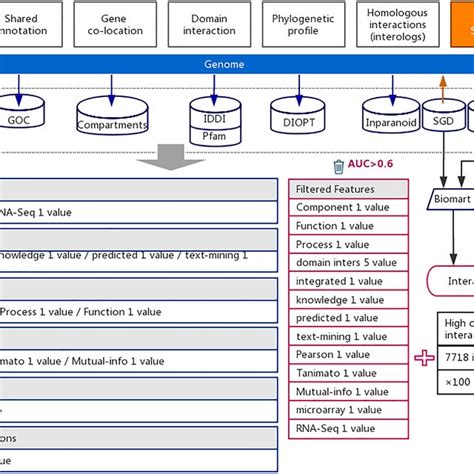 The Workflow Diagram For Prediction Of Functional Interactions The Download Scientific Diagram
