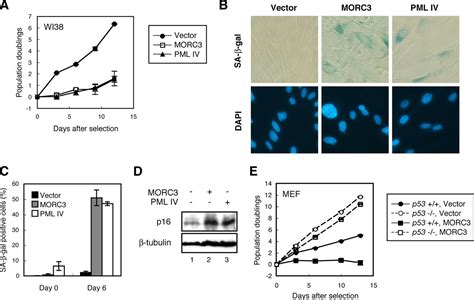 Dynamic Regulation Of P53 Subnuclear Localization And Senescence By Morc3 Molecular Biology Of