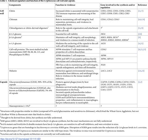 Table 1 From The Cryptococcus Wall A Different Wall For A Unique