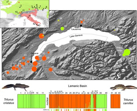 Bayesian Clustering Of Microsatellite Genotypes With Structure