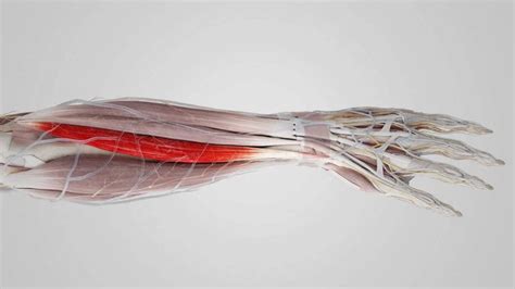 Extensor Carpi Ulnaris Muscle Anatomy Structure Function