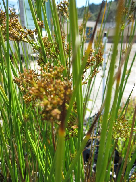 Juncus Effusus The Watershed Nursery