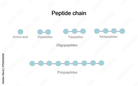 The Structure Molecule Of Peptide Chain That Contains The Molecule Of Amino Acid And Peptide