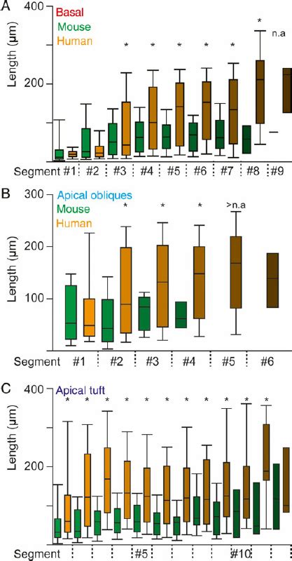 Elongated Segments Of Basal Apical Oblique And Apical Tuft Dendrites Download Scientific