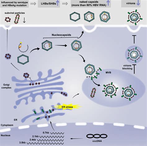 Fig 6 Microbiology Society