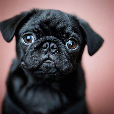 Black Pug Wallpapers 4k Hd Backgrounds On Wallpaperbat