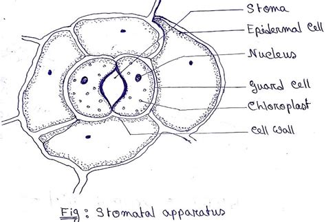 While Observing The Stomata Under High Power In A Microscope A Student