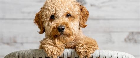 9 Goldendoodle Haircut Styles For Every Occasion