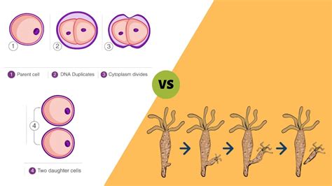 20 Difference Between Bacteria And Fungi Biology Notes Online