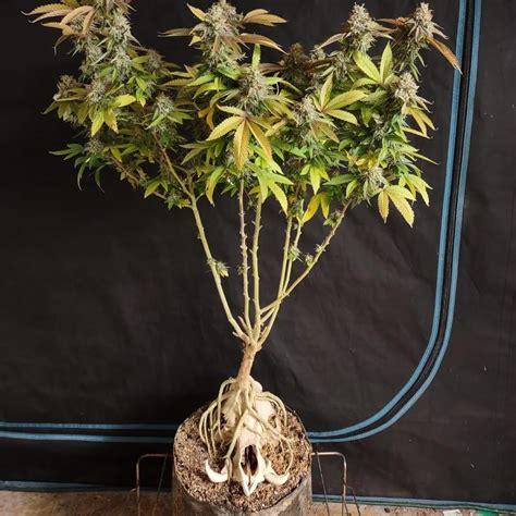 Not My Best Plant I Have Ever Grown But I Dont Think Its To Bad For My First Try At A Canna