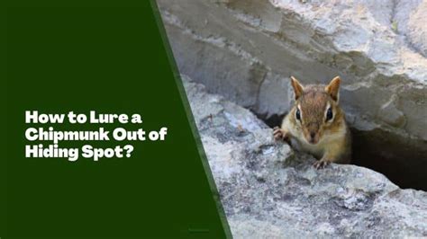 How To Lure A Chipmunk Out Of Hiding Spot Rodents Info
