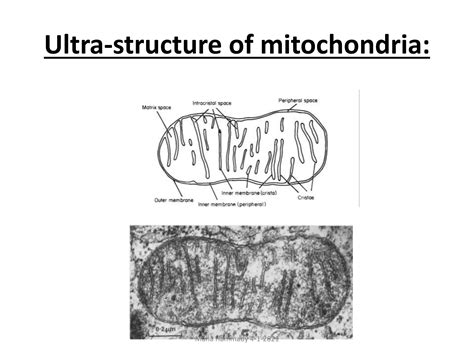 Transmission Electron Microscopy Ppt
