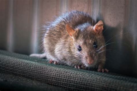 Identifying Pest And Wildlife Sounds