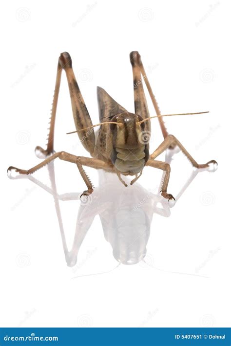 Migratory Locust Locust Locusta Migratoria Grasshopper Locust