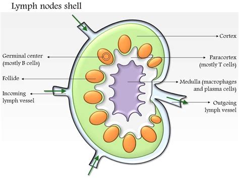 0714 Lymph Node Shell Medical Images For Powerpoint PowerPoint Slide