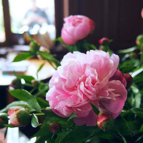 芍药种植方法和时间 花百科