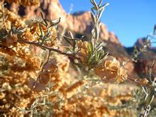Salt Brush The Tony Hillerman Portal