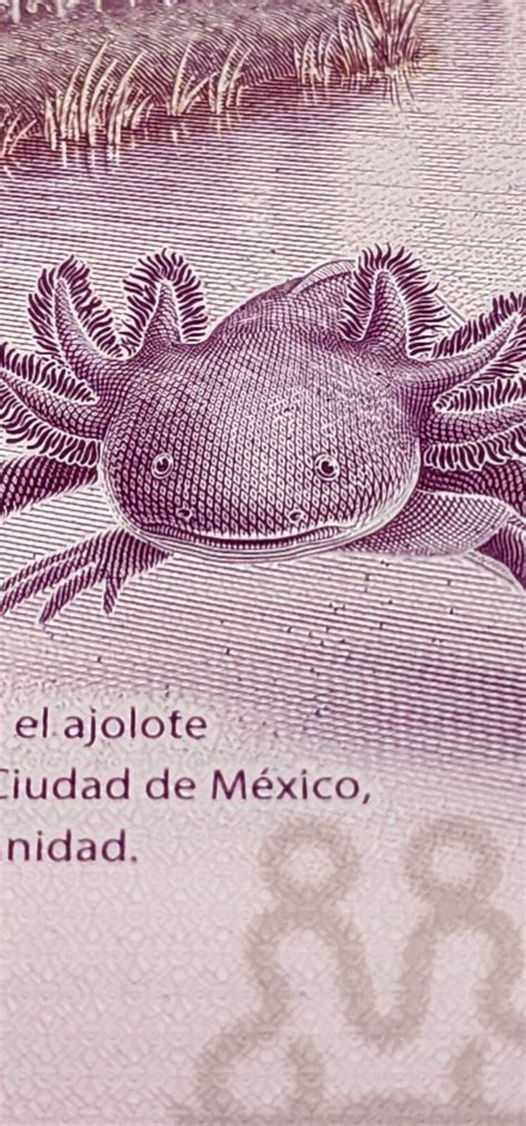 2024 4 Coin Lot 50 Pesos Bank Note Axolotl Ajolote Ligero Circulated