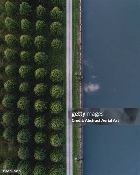 Separation Tree Photos And Premium High Res Pictures Getty Images