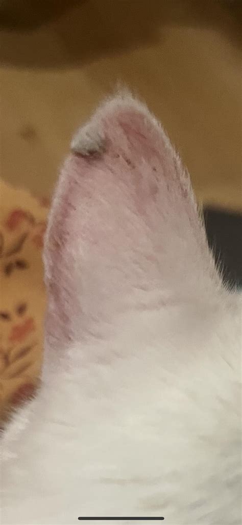 Weird Black Raised Bump On My Cats Ear Rcats