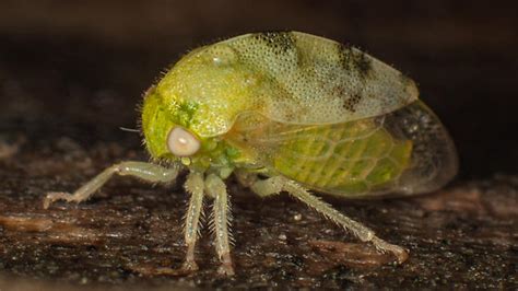 Treehopper Bugguide Net