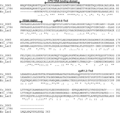 Caulobacter Xylose Repressor Xylr The Predicted Polypeptide Product
