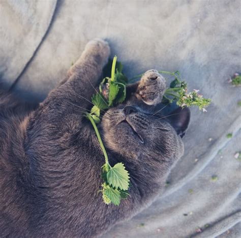 What Does Catnip Do To Cats And Why Cats Like It
