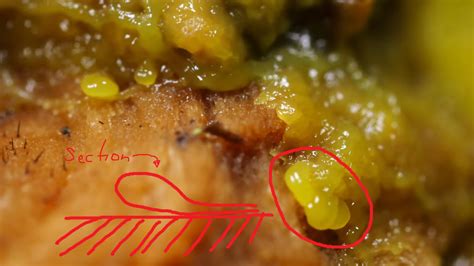 physarum polycephalum slime mold problem s general houdini