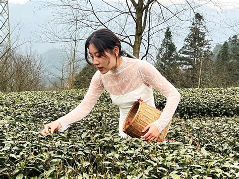 茶香知春到 峨眉山朝山踏青开采节启幕 四川在线
