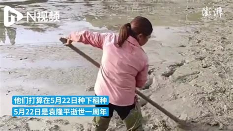 袁隆平逝世一周年农民翻整长沙水稻科研试验田悼念 凤凰网视频 凤凰网