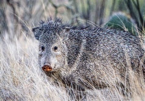 Boone And Crockett Accepts Javelina As The Continents Newest Trophy Species The First Addition