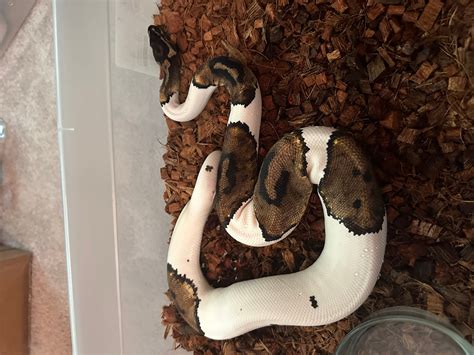 Lowmedium White Pied Ball Python By Superlative Pythons Morphmarket