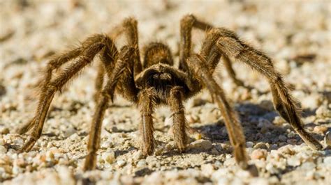 Tarantulas Are On The Move And Migrating Into New Areas •