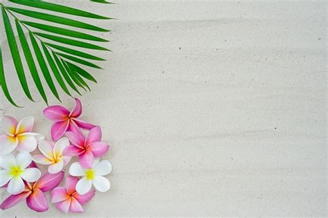 플루메리아 꽃과 야자수 잎은 복사 공간이 있는 모래 해변에 있습니다 물에 대한 스톡 사진 및 기타 이미지 물 프랑지파니 0명 Istock