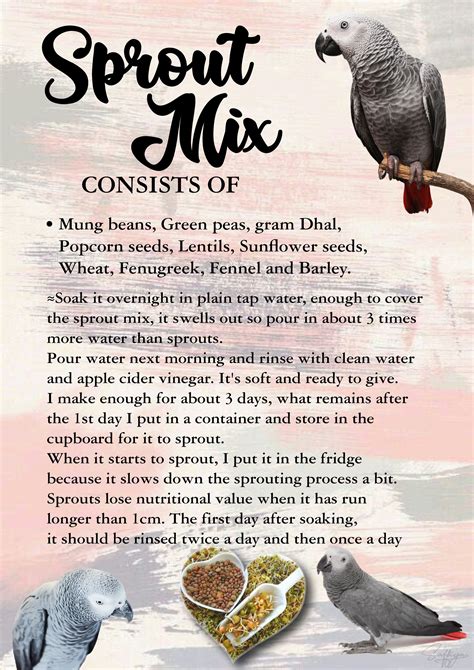 How To Determine The Sex Of African Grey Parrots 7 Steps Artofit