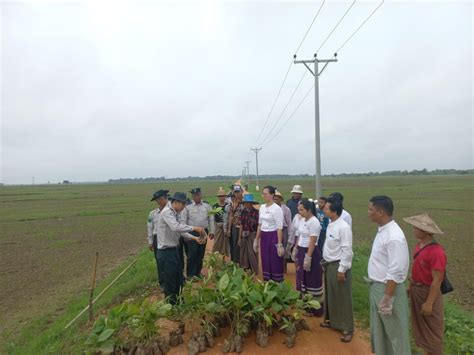 ပေါင်းတည်မြို့နယ် တောင်လွှဲကျေးရွာကုန်ထုတ်လမ်းတွင် ကျွန်းပင် ၁၀၀ စိုက်ပျိုး Information And