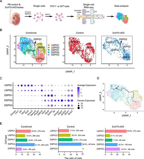Srsf10 Is Essential For Progenitor Spermatogonia Expansion By Regulating Alternative Splicing