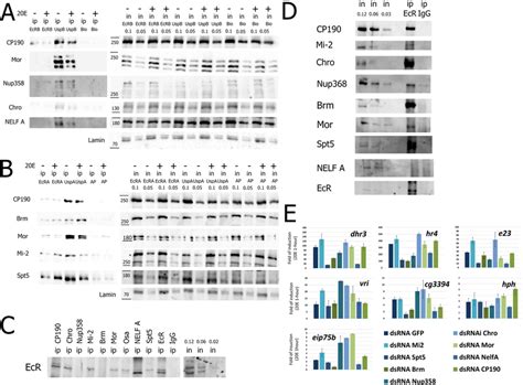 Several Candidate Partners Of Ecrusp Revealed By Proximity Dependent