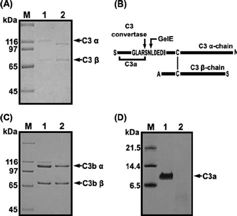 Proteolysis Of Complement Factor C3 And C3a By Gele A Sds Page