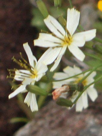 シロバナハナニガナ白花花苦菜かぎけんWEB