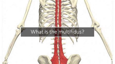 Multifidus Back Pain Why Your Doctor Never Discussed It Youtube