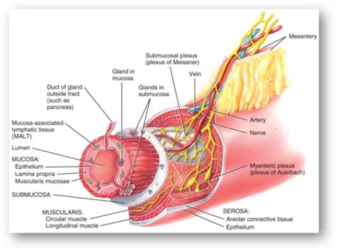 The Mucosal Barrier Flashcards Quizlet